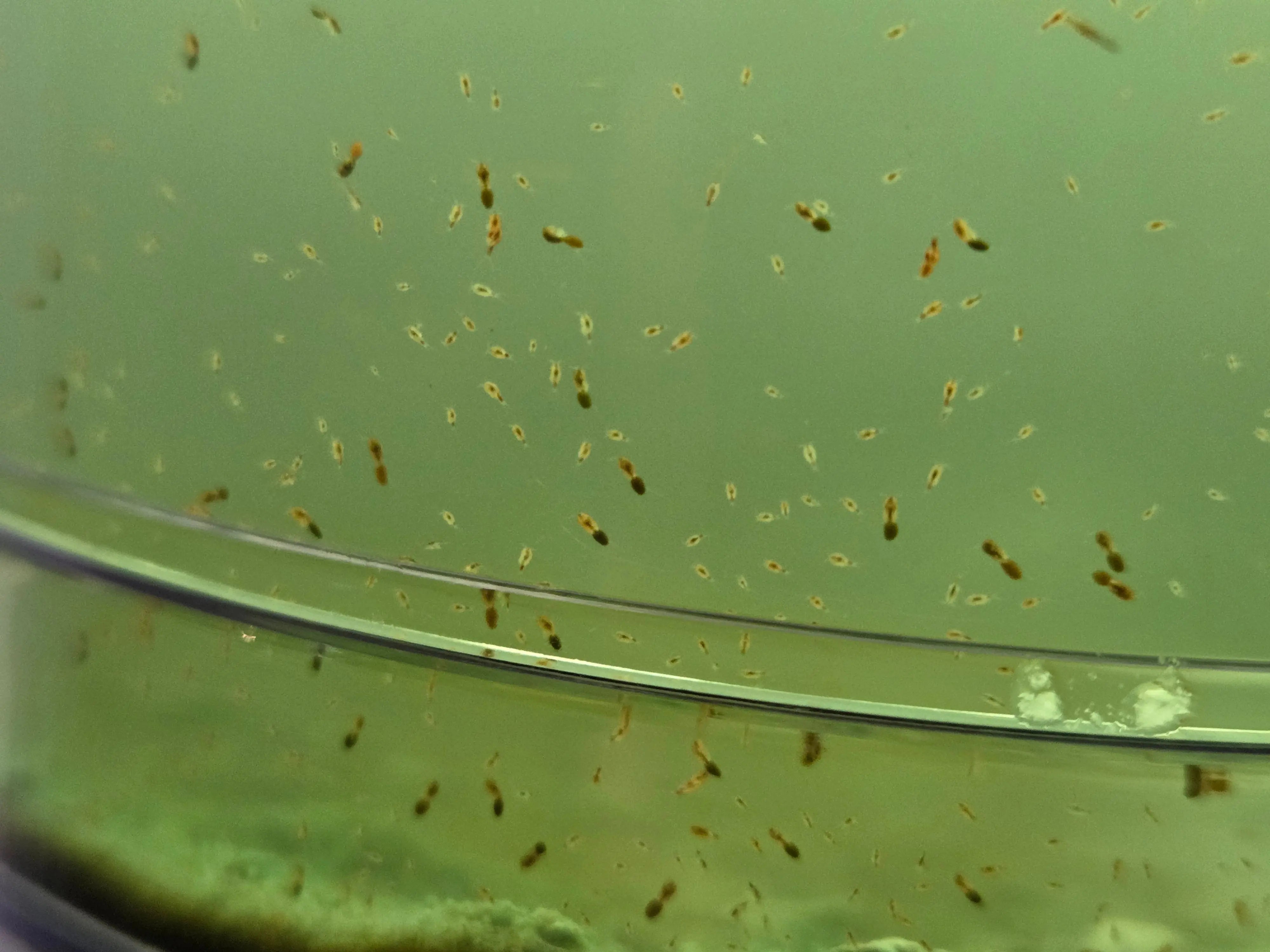 Copepods & Tigerpods kopen? Zo bouw je een stabiel aquarium ecosysteem ...