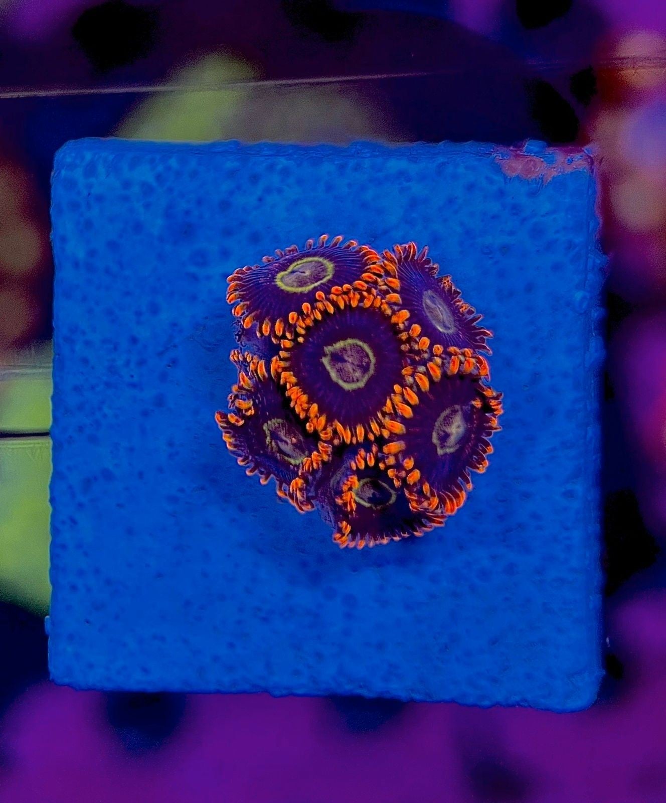 Reefbucket | Vers plankton & reef care voor je zeewateraquarium – ReefBucket